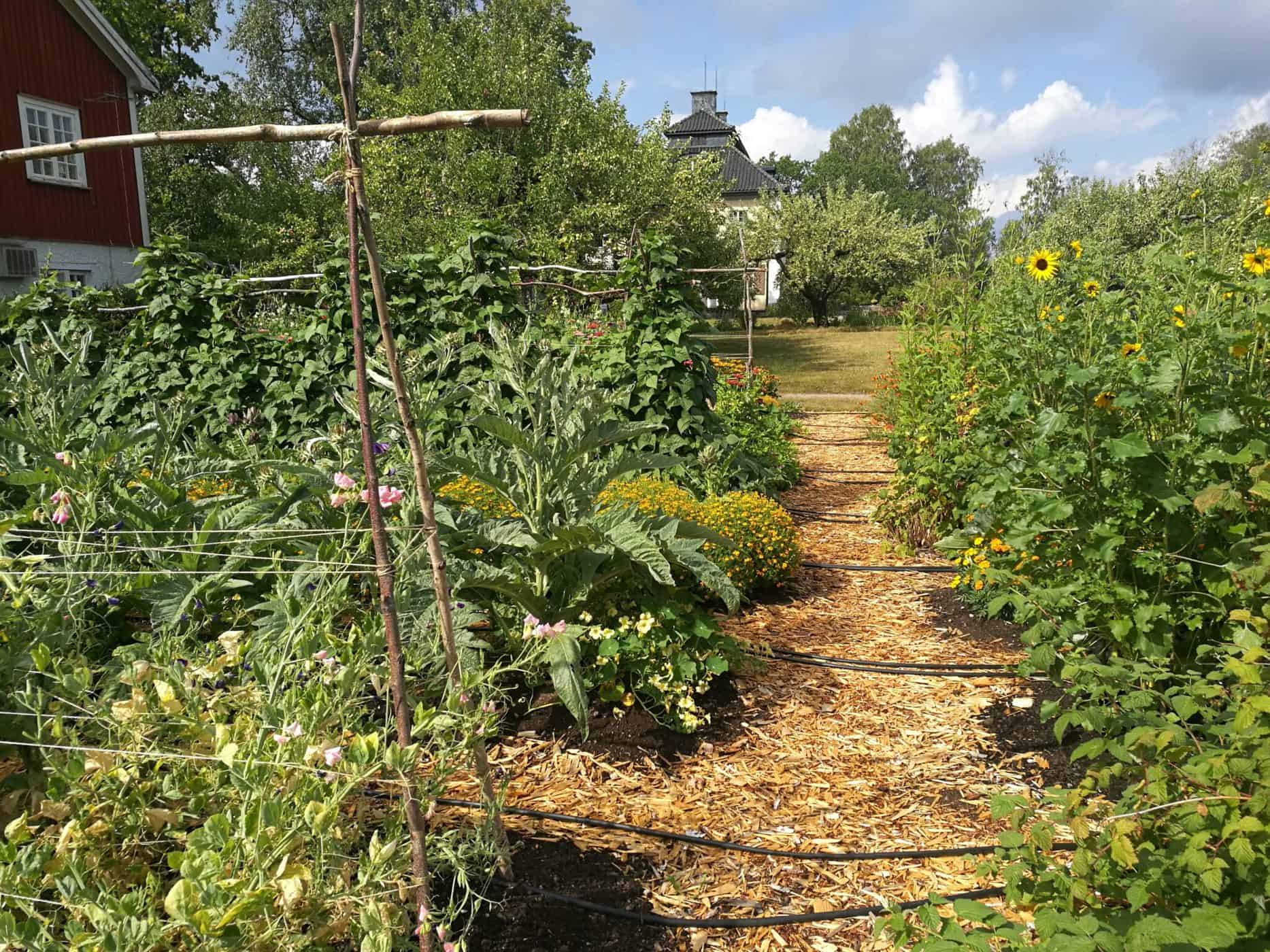 En odlingsplan för grönsaksodlingen - så här gör du