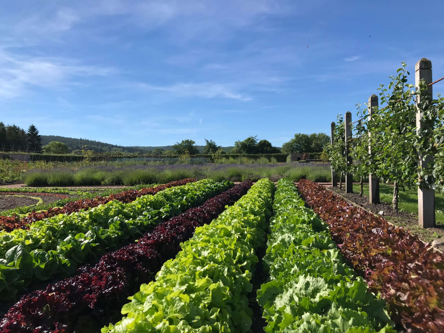 En odlingsplan för grönsaksodlingen - så här gör du