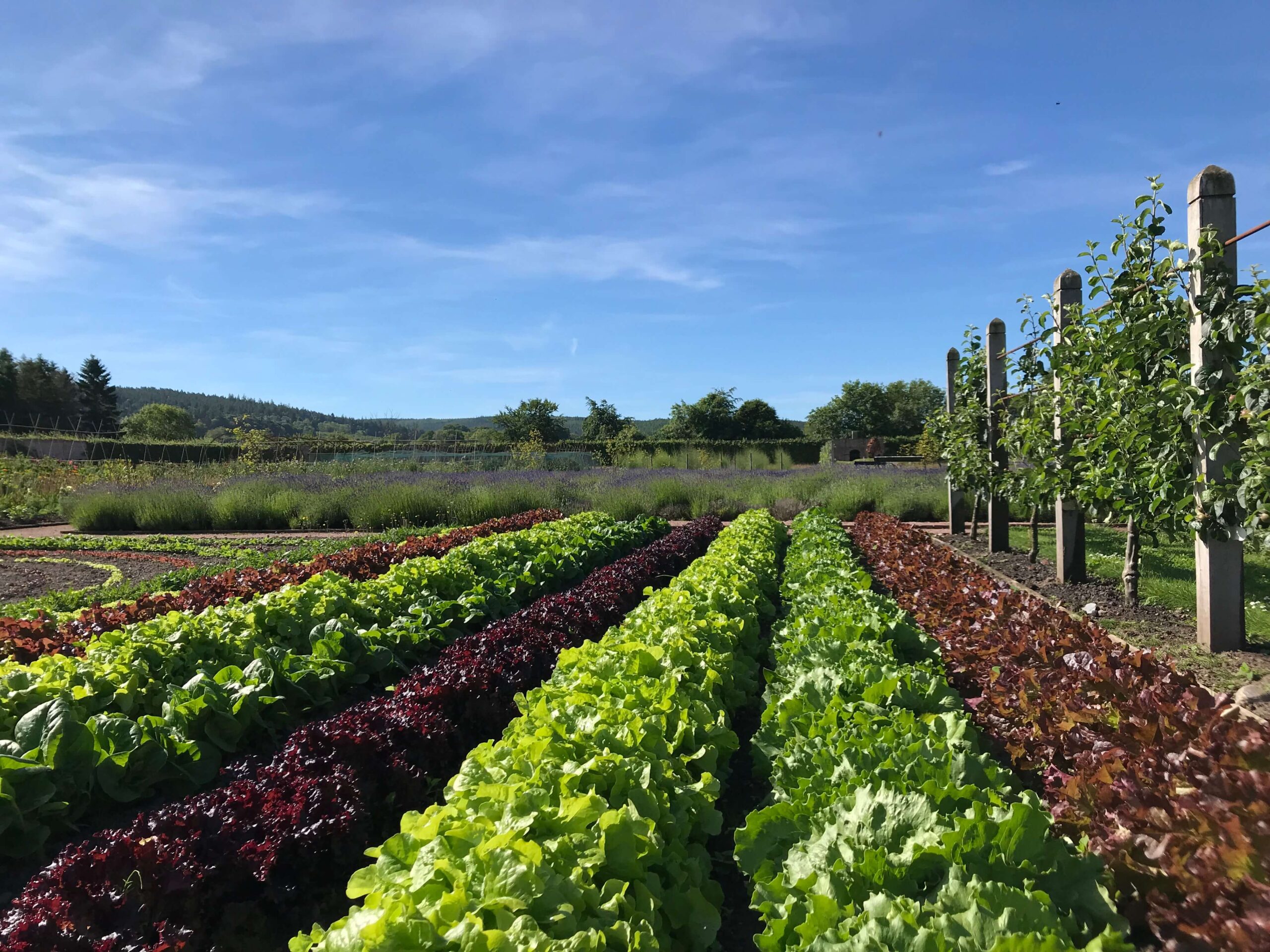 Om oss - Odla ätbart
