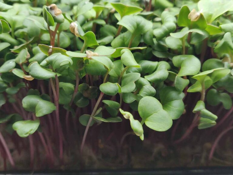 Odla inomhus på vintern - Odla ätbart