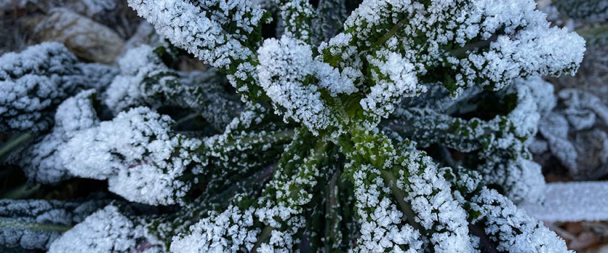 Grönsaker som tål minusgrader, lite kyla och inga minusgrader alls