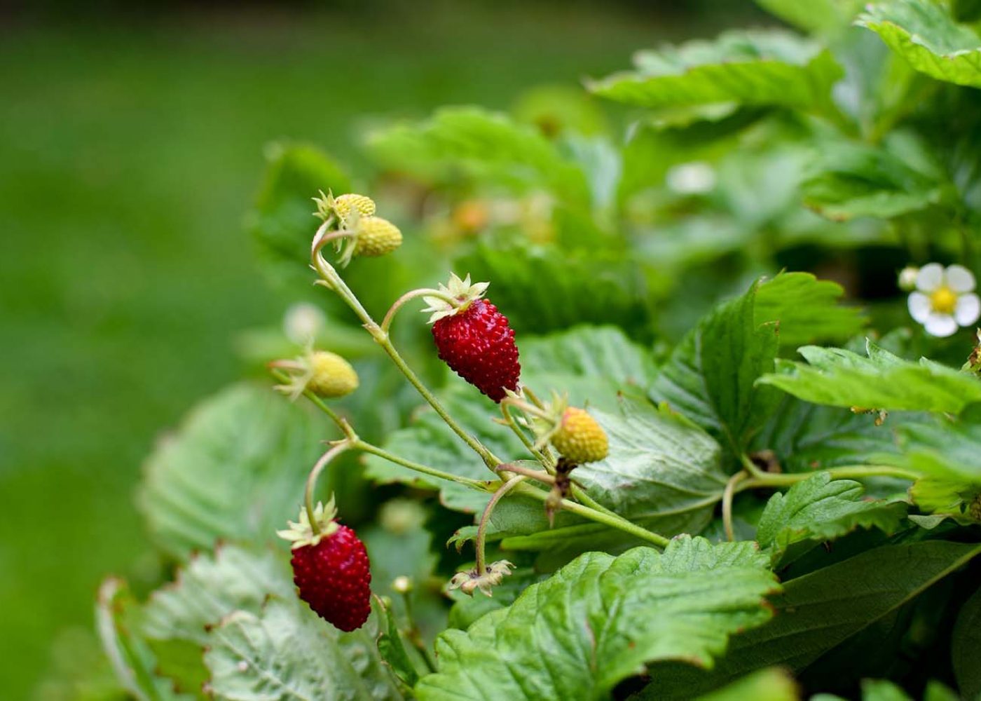 Odla Smultron - odlingsråd i växtbiblioteket på Odla ätbart